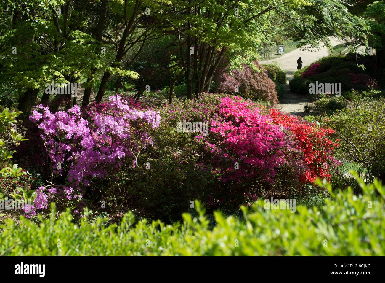 Azaleas in bloom at Winkworth Arboretum, Surrey, England Stock Photo ...