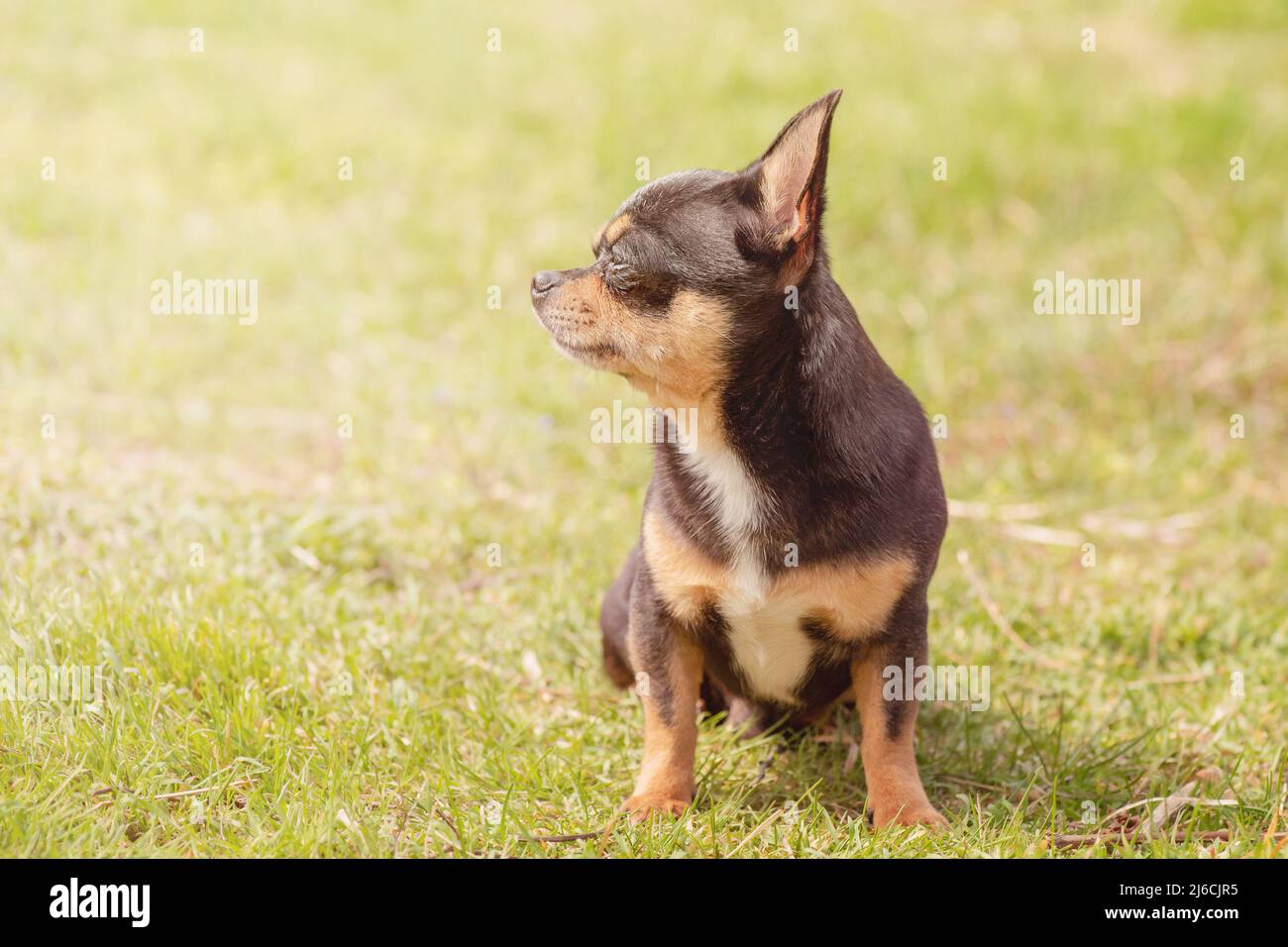 Dog on grass background. Chihuahua dog red white Stock Photo - Alamy