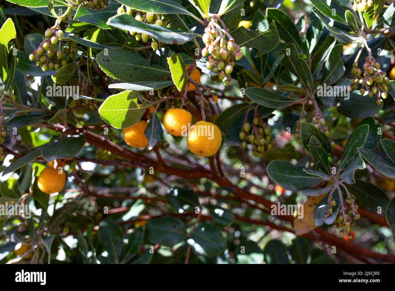 Fruits of the Bavarian arbutin tree in Al Jabal Al Akhdar, Libya Stock ...