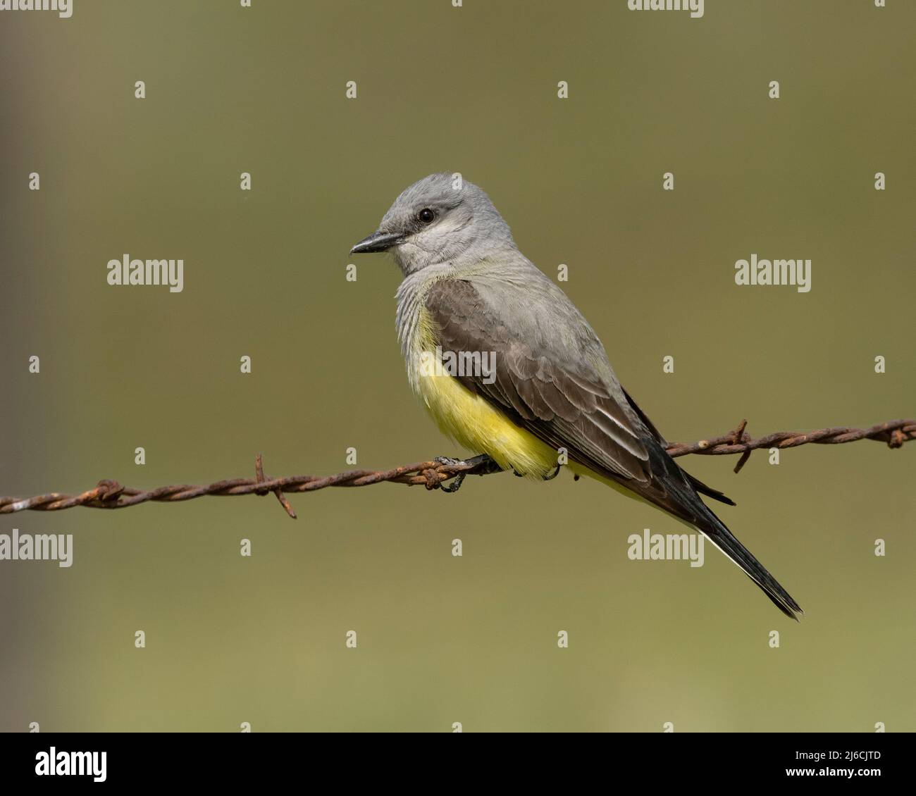 Western Kingbird (Tyrannus verticalis) perched on barbed wire at cattle ...