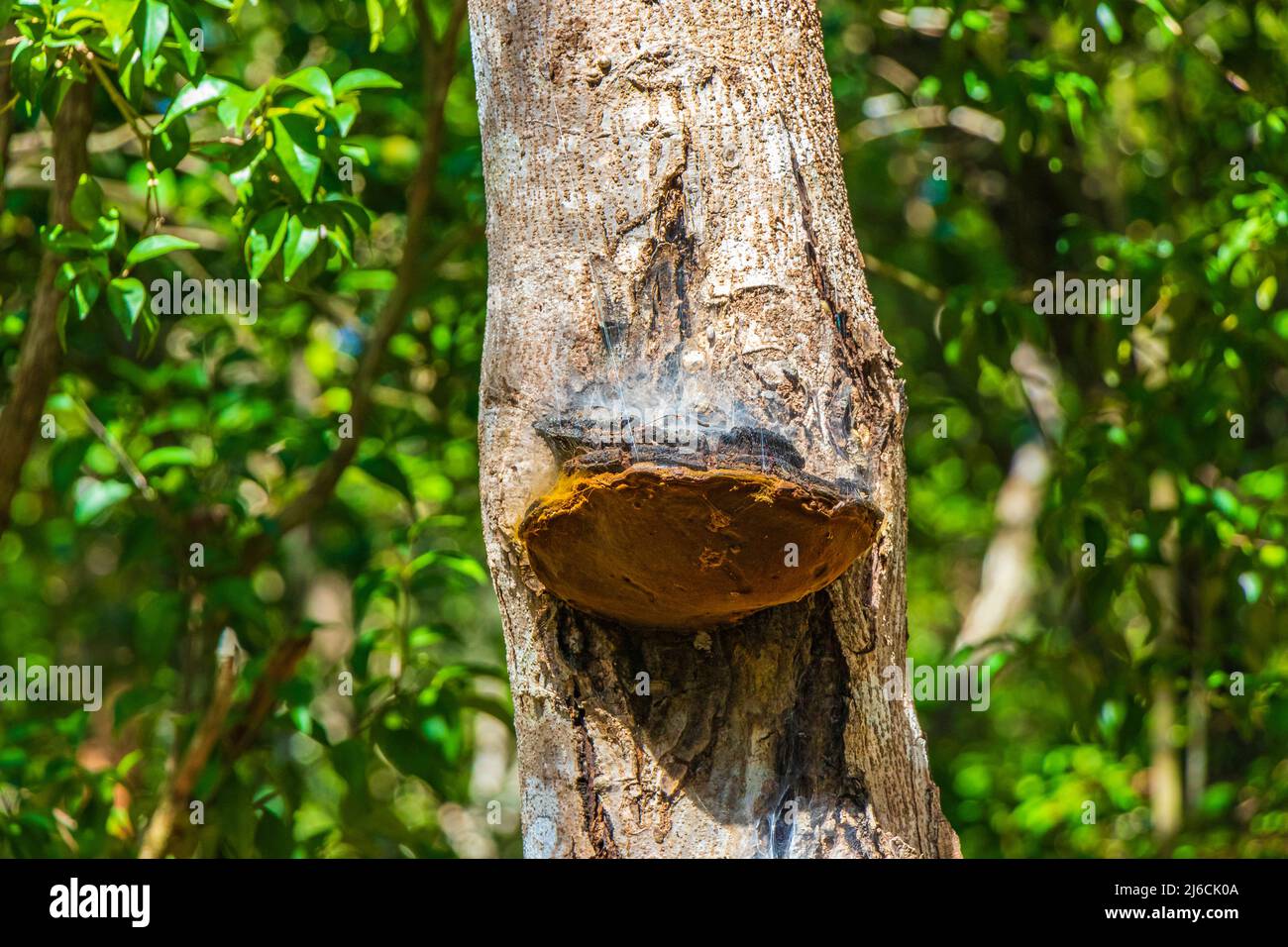 Tropical tree bark with mushroom moss and spider net at Santuario de ...