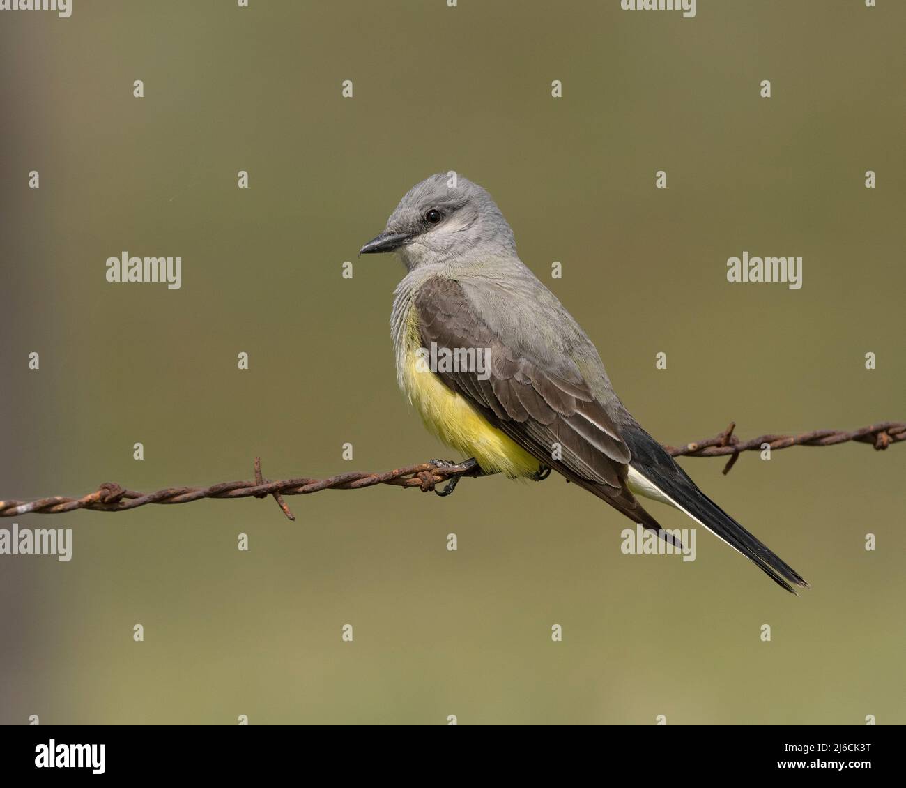 Western Kingbird (Tyrannus verticalis) perched on barbed wire at cattle ...