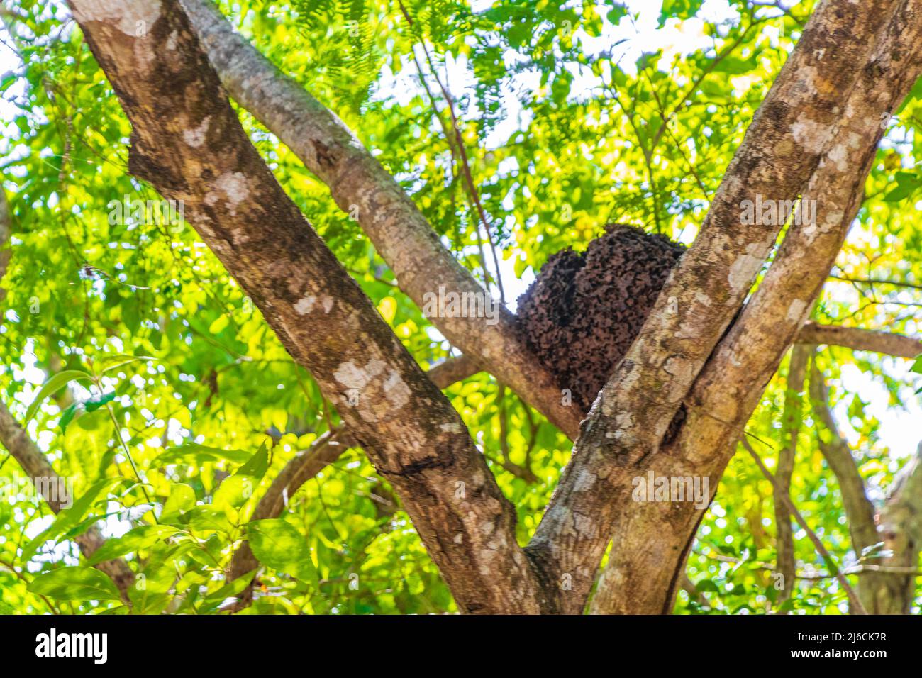 Termite nest on the tree or branch in the tropical mexican jungle ...