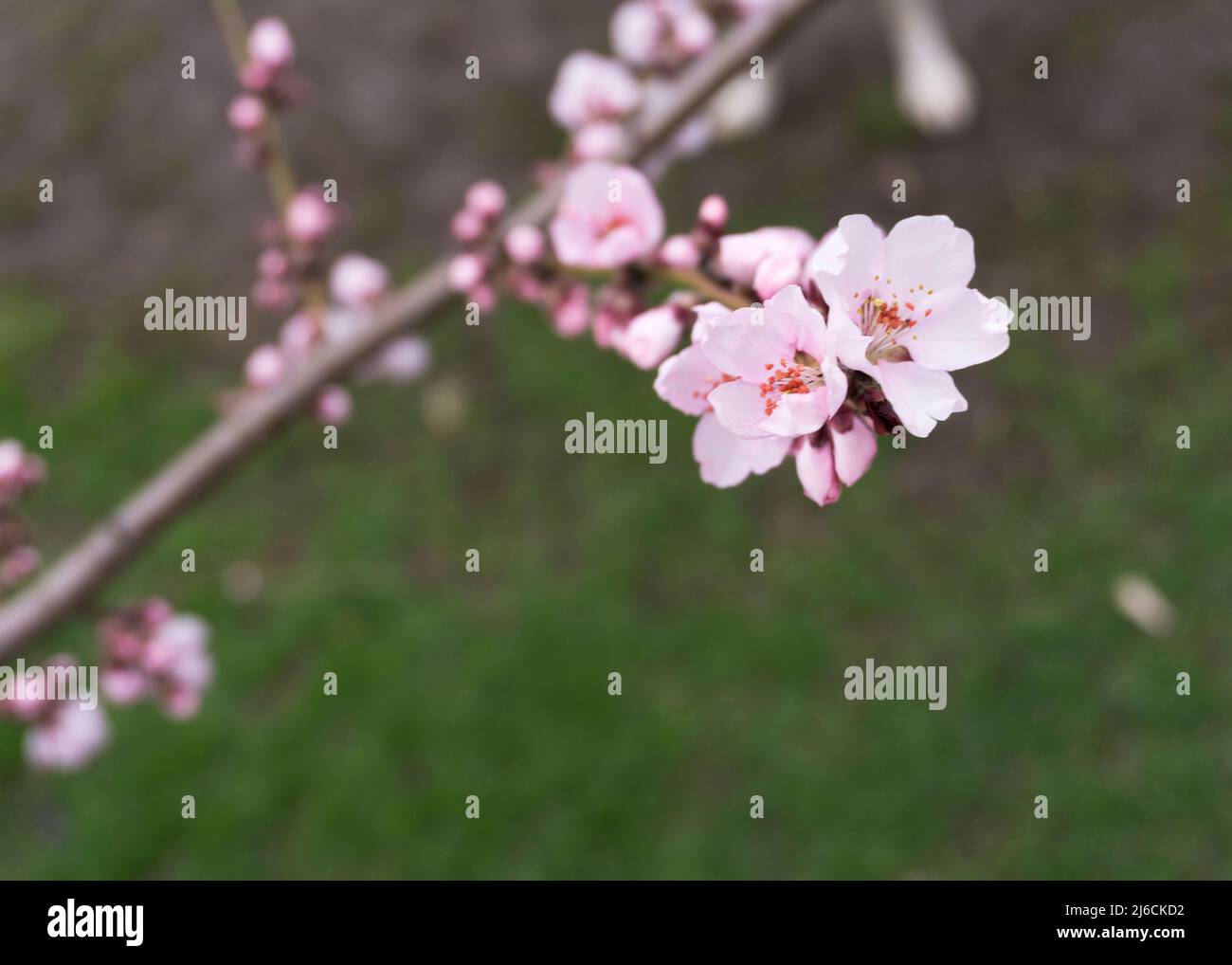 pink peach flowers in spring 6 Stock Photo - Alamy