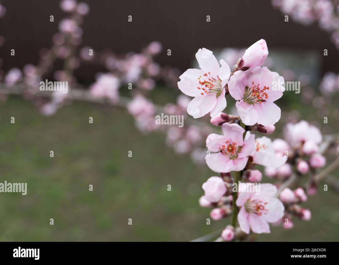 pink peach flowers in spring 7 Stock Photo - Alamy