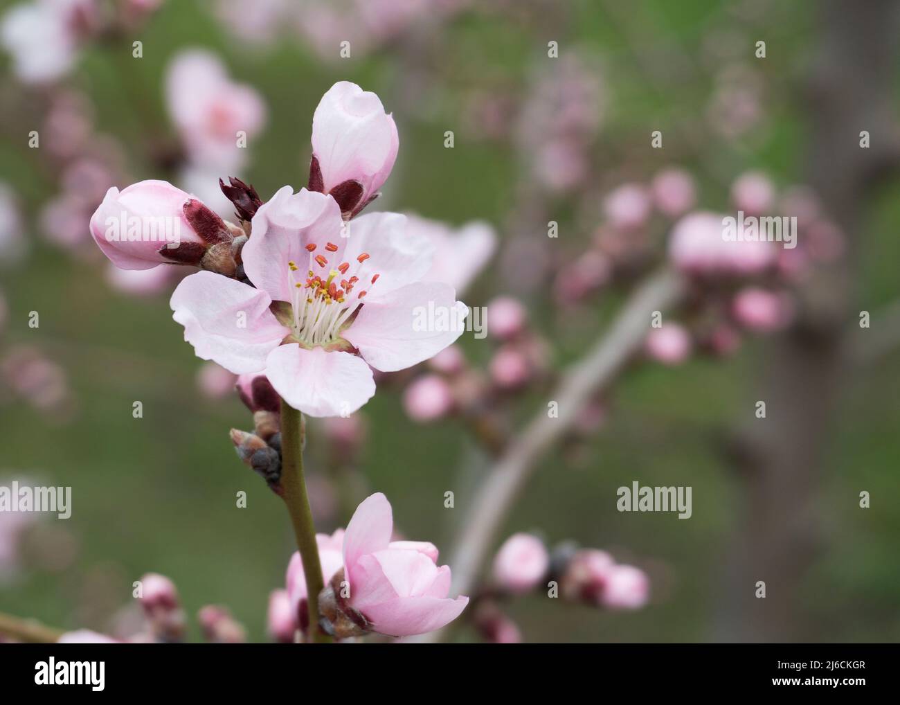 pink peach flowers in spring 10 Stock Photo - Alamy