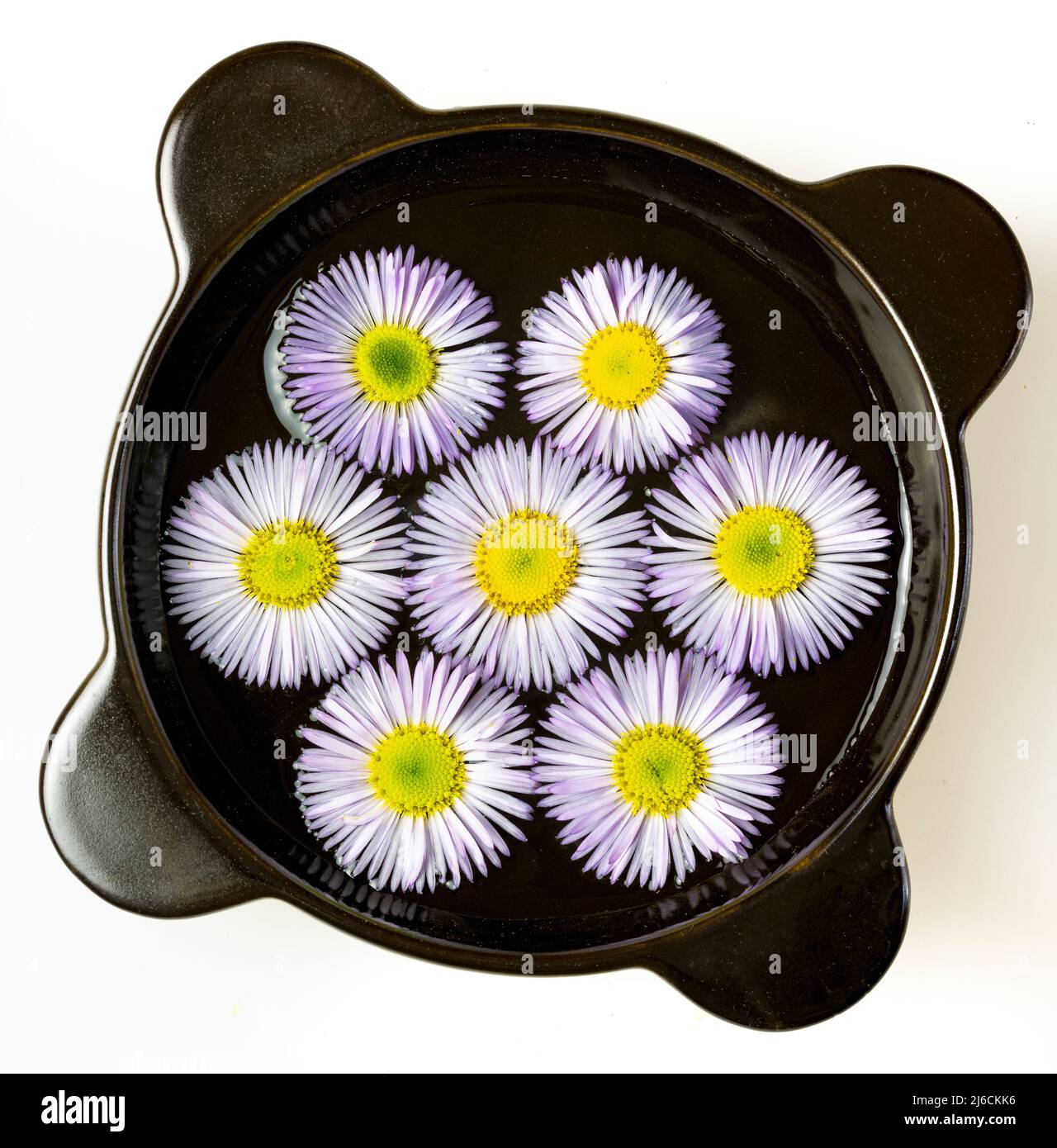 Bowl of floating Robin's plantain (Erigeron pulchellus Stock Photo - Alamy