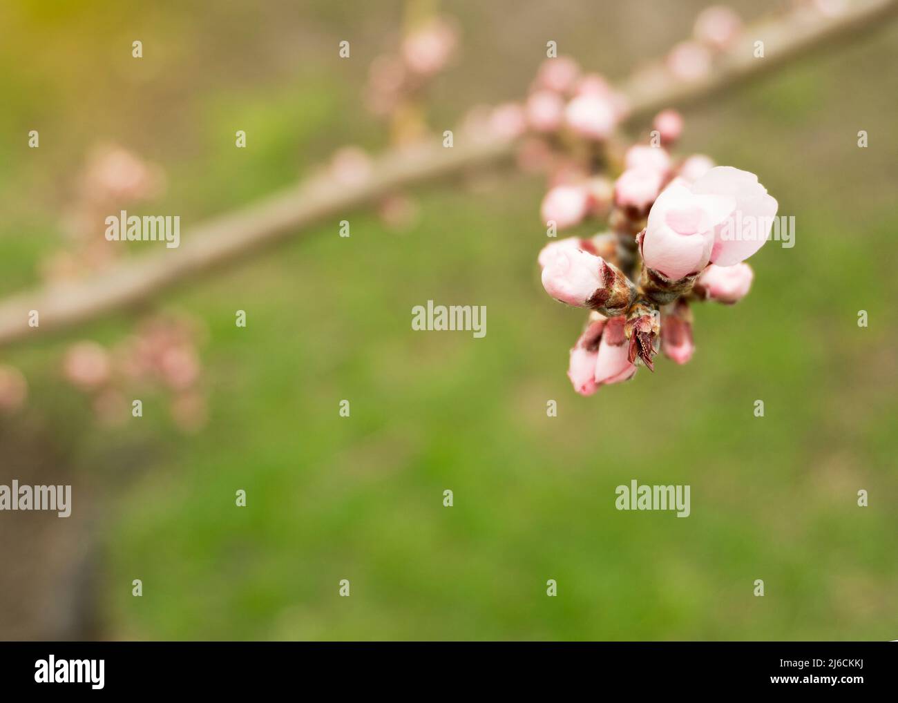 Young peach tree hi-res stock photography and images - Alamy