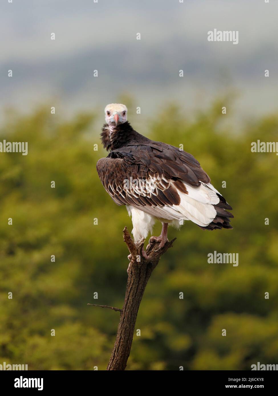 Big headed bird hi-res stock photography and images - Alamy