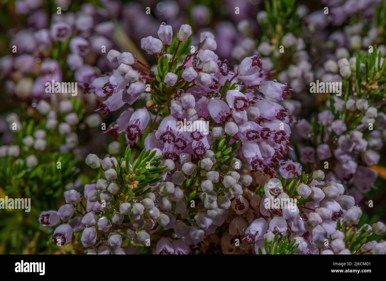 Cornish wildflowers hi-res stock photography and images - Alamy