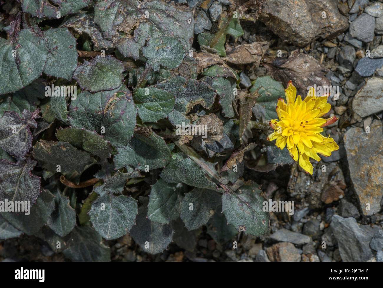 Pygmy hawksbeard, Crepis pygmaea, in flower in the high Pyrenees Stock ...