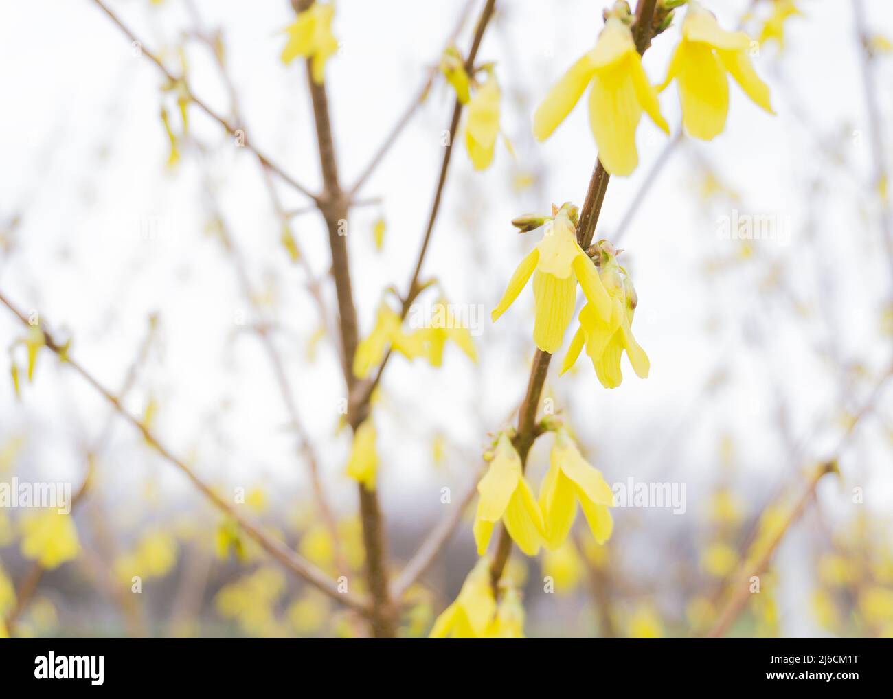 Tulipa edulis hi-res stock photography and images - Alamy