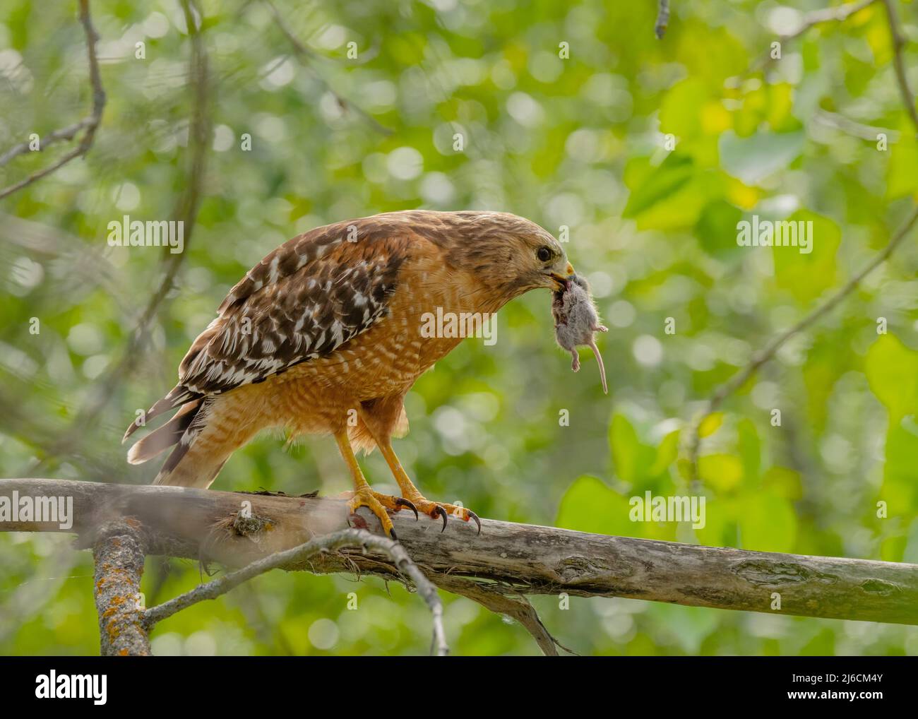 Red-shouldered Hawk (Buteo lineatus) in woodland habitat, Sacramento ...