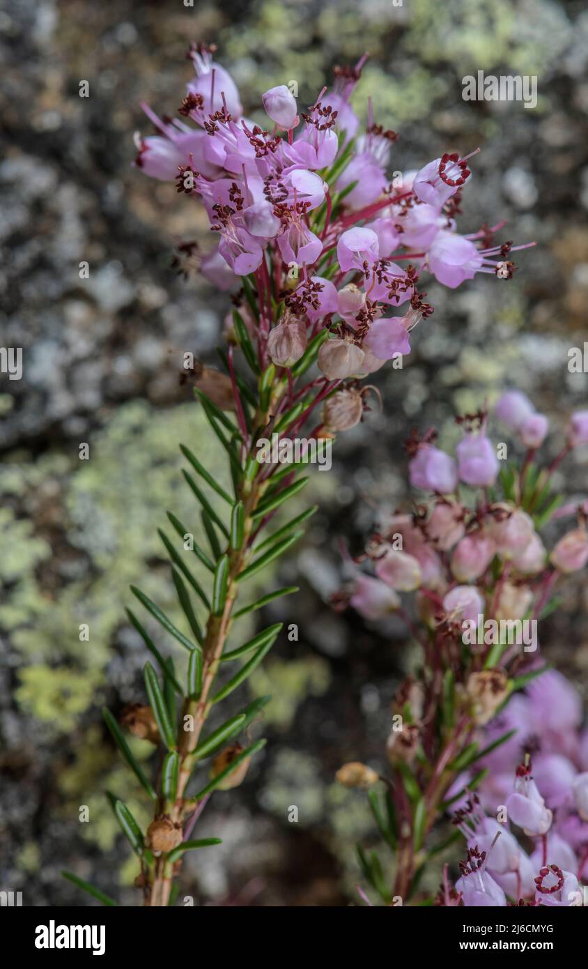 Cornish heath, Erica vagans, in flower in autumn Stock Photo - Alamy
