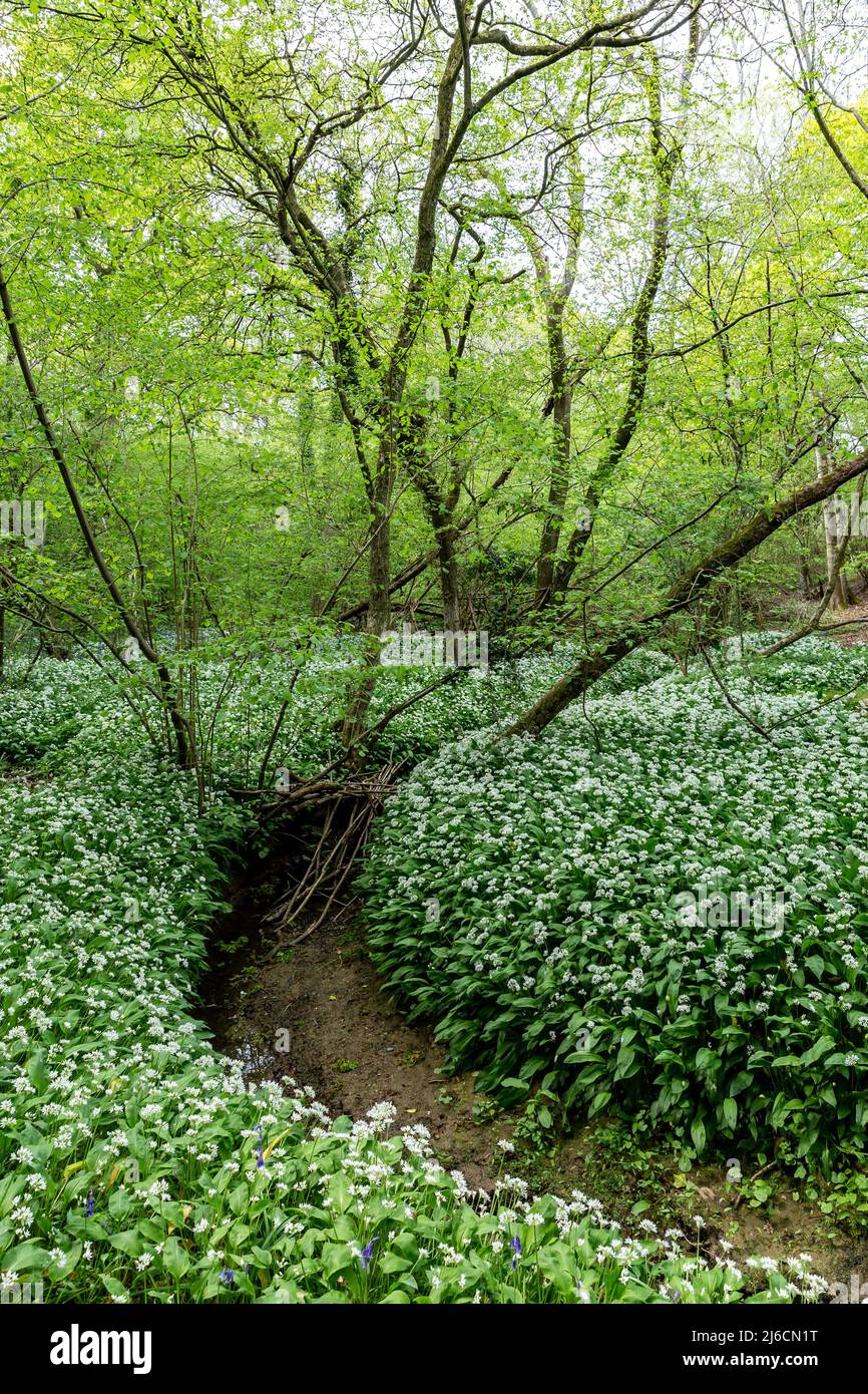 Wild garlic stream england hi-res stock photography and images - Alamy