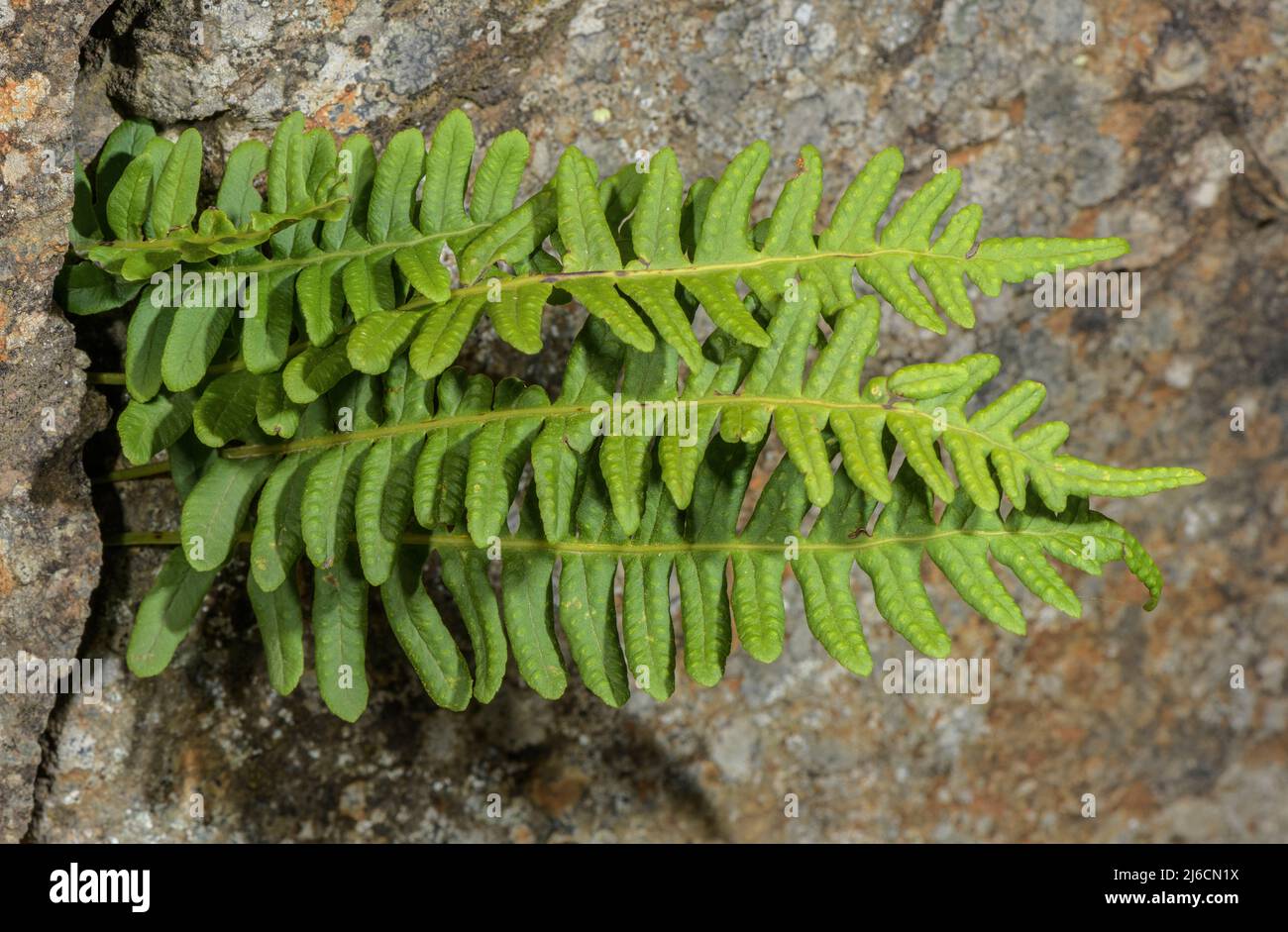 Polypodium vulgare fern hi-res stock photography and images - Alamy