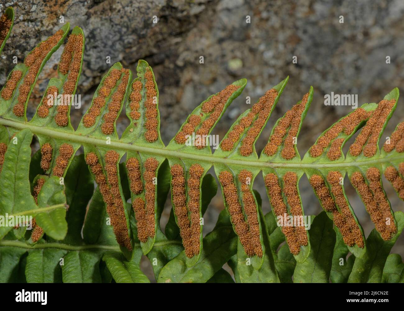 Common polypody, Polypodium vulgare fern, with fertile fronds in late ...