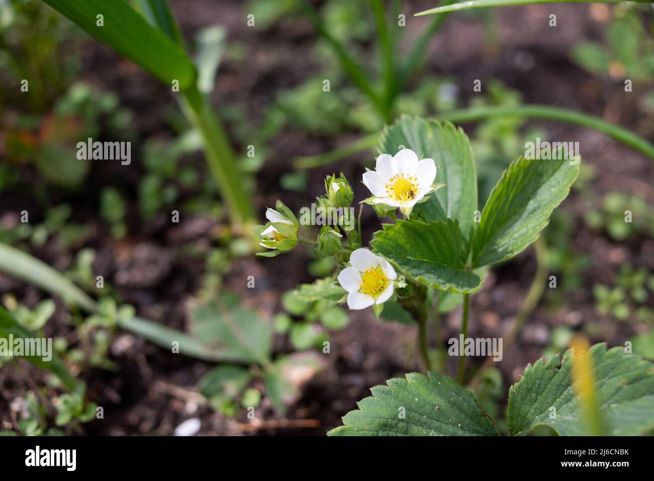 Strawberry plant blooms in garden close up. White strawberry flowers ...