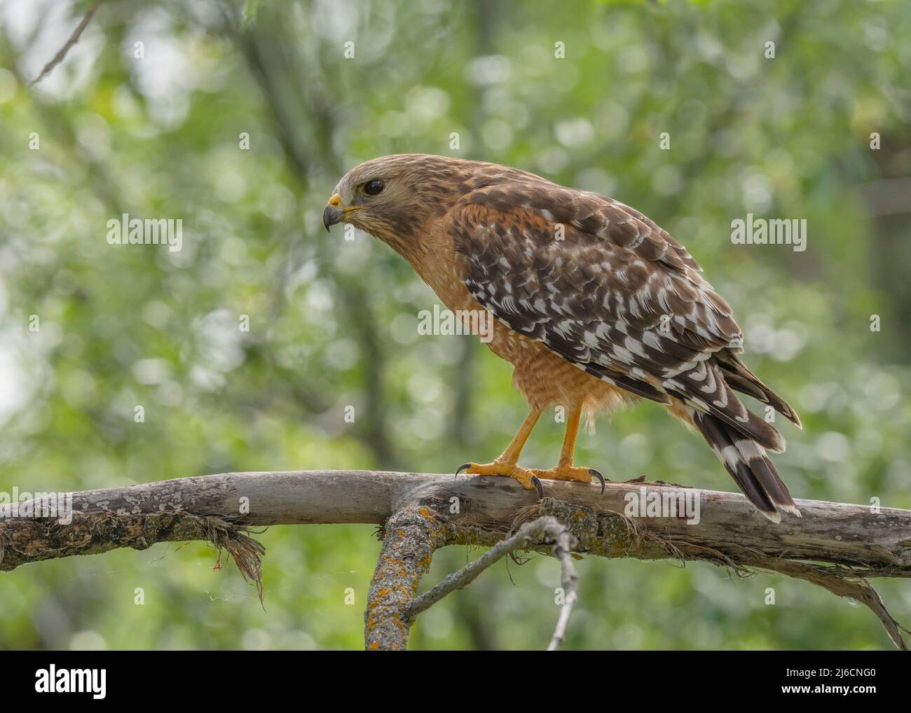 Red-shouldered Hawk (Buteo lineatus) in woodland habitat, Sacramento County California USA Stock ...