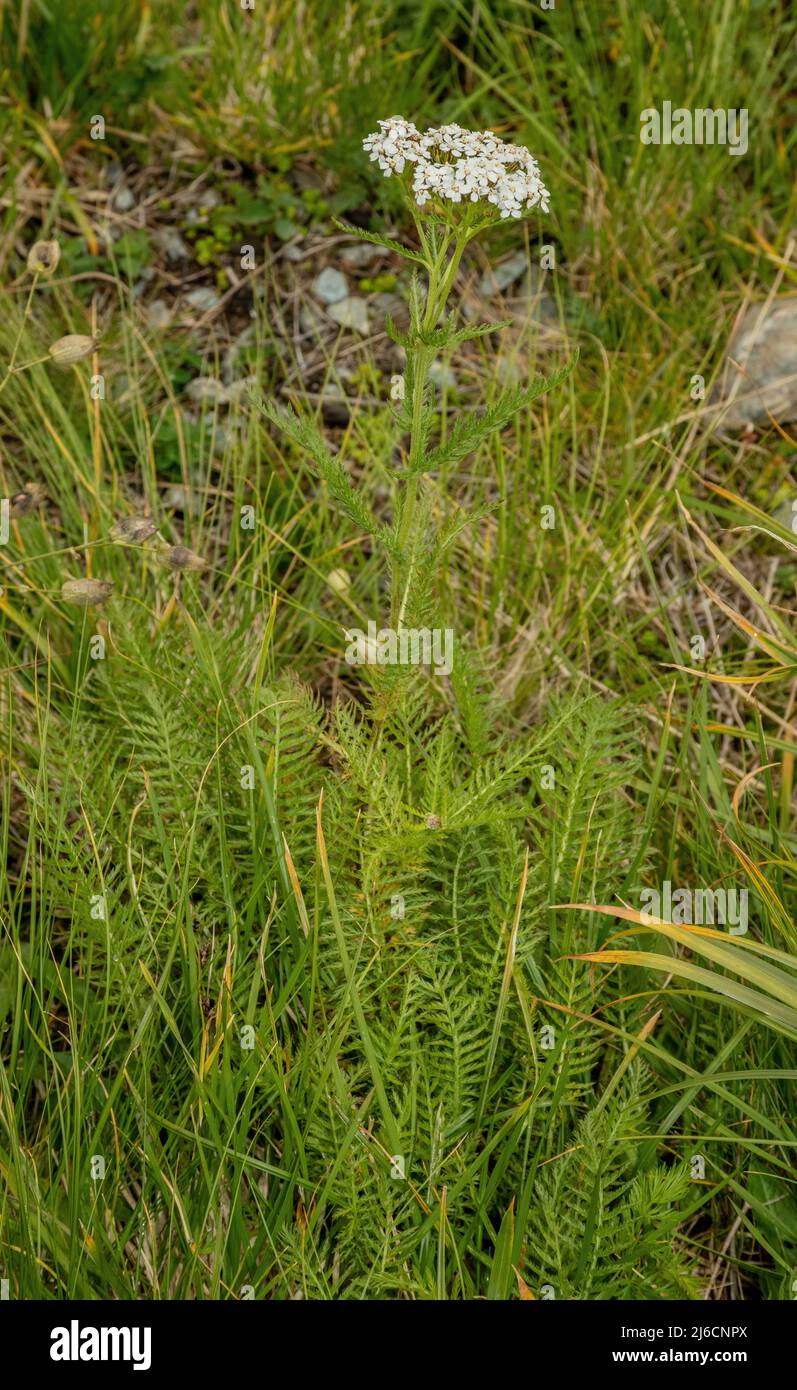 Tall wildflowers hi-res stock photography and images - Alamy