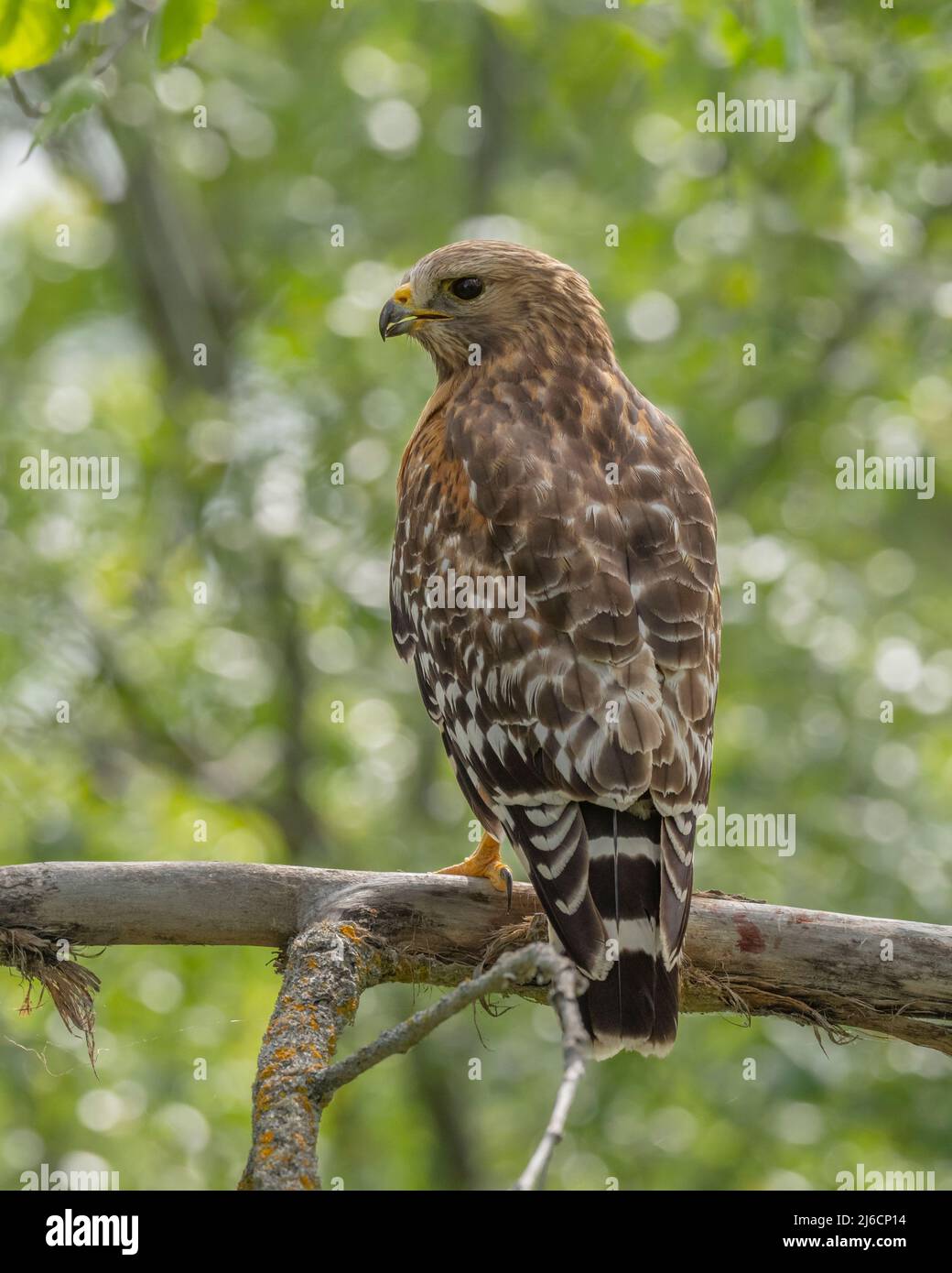 Red-shouldered Hawk (Buteo lineatus) in woodland habitat, Sacramento ...