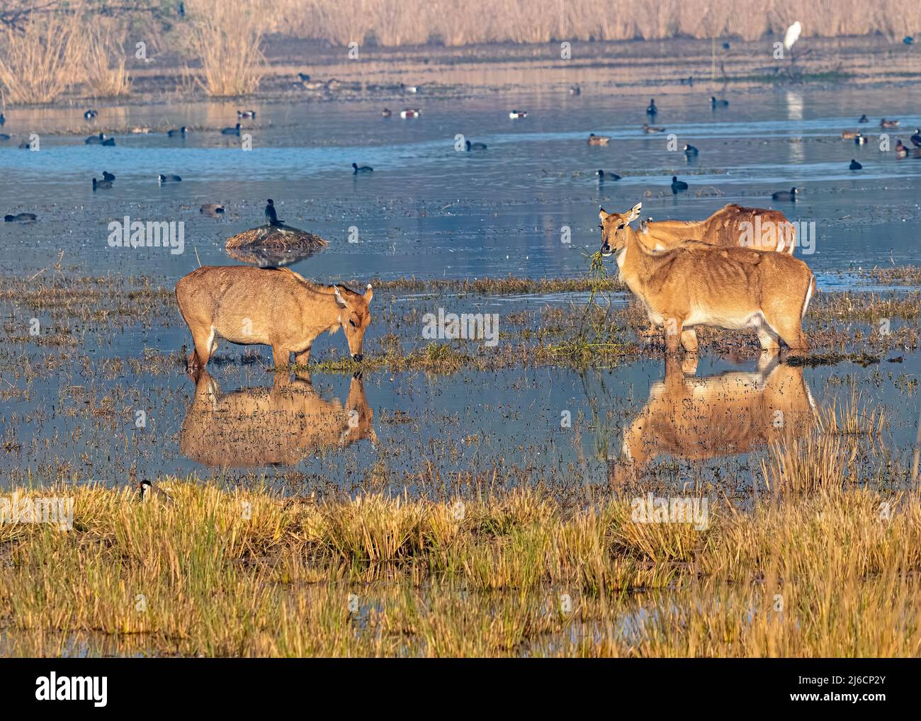 Blue bulls hi-res stock photography and images - Alamy