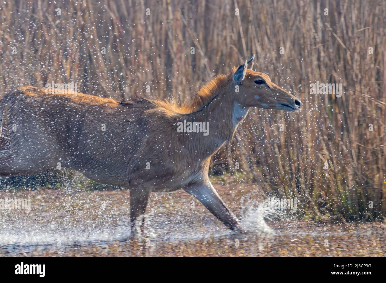 Splash of water by blue bull in lake Stock Photo - Alamy