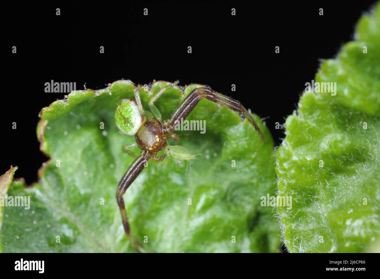 A spider with a hunted aphid on a green leaf. Spiders are natural ...
