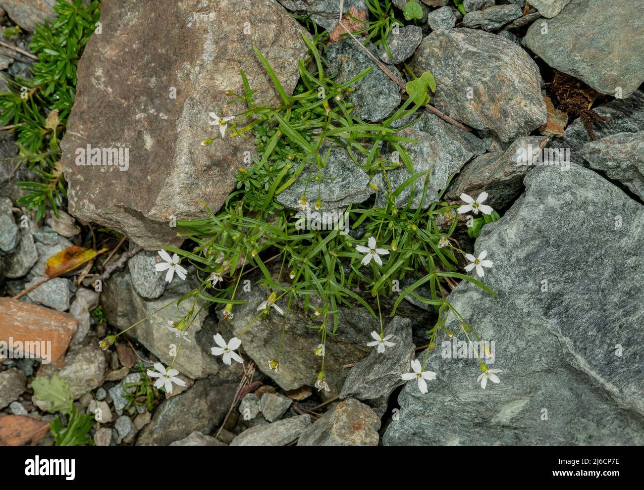 Heliosperma pusillum hi-res stock photography and images - Alamy