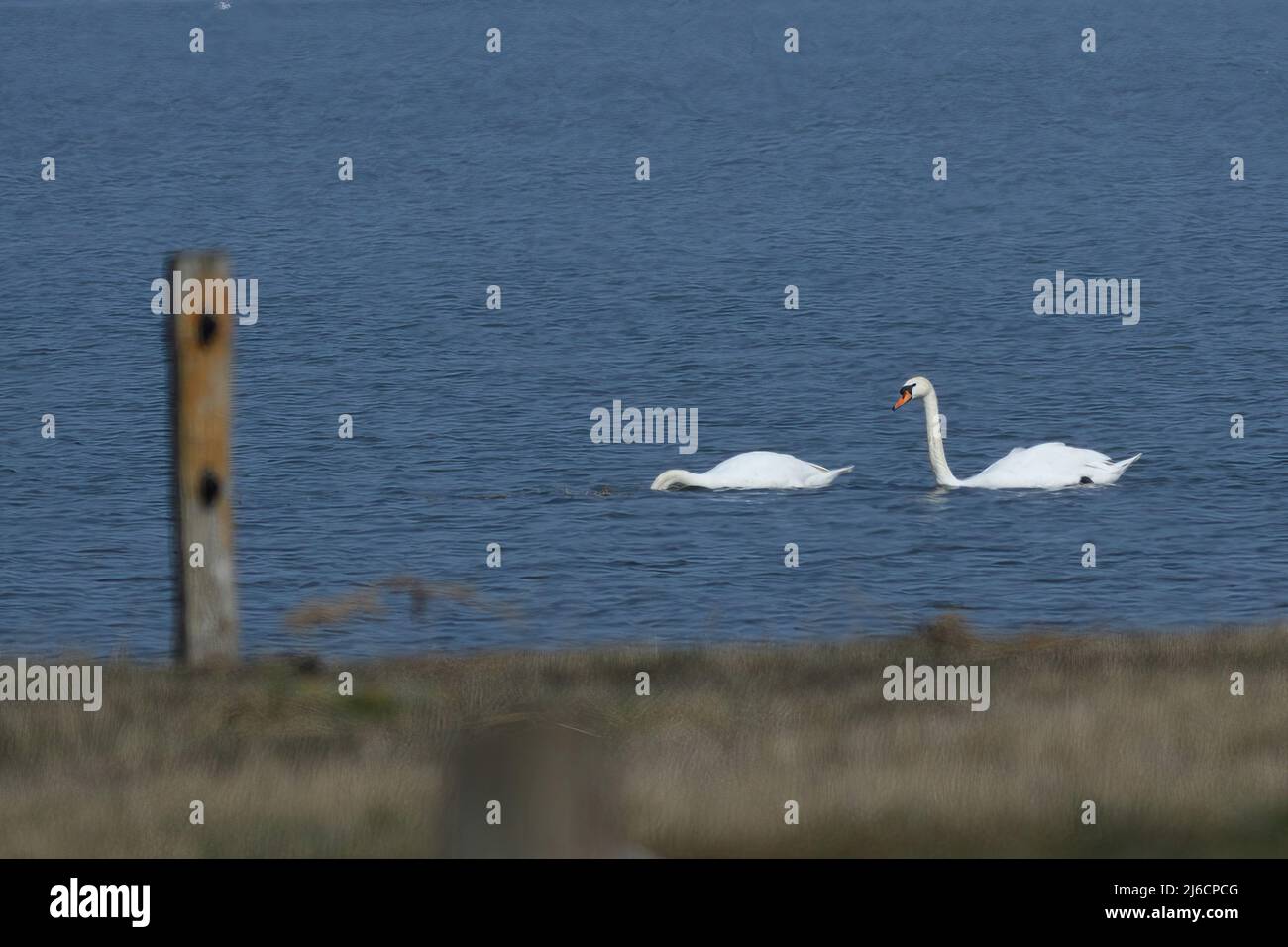 swans swimmng in the north sea Stock Photo - Alamy