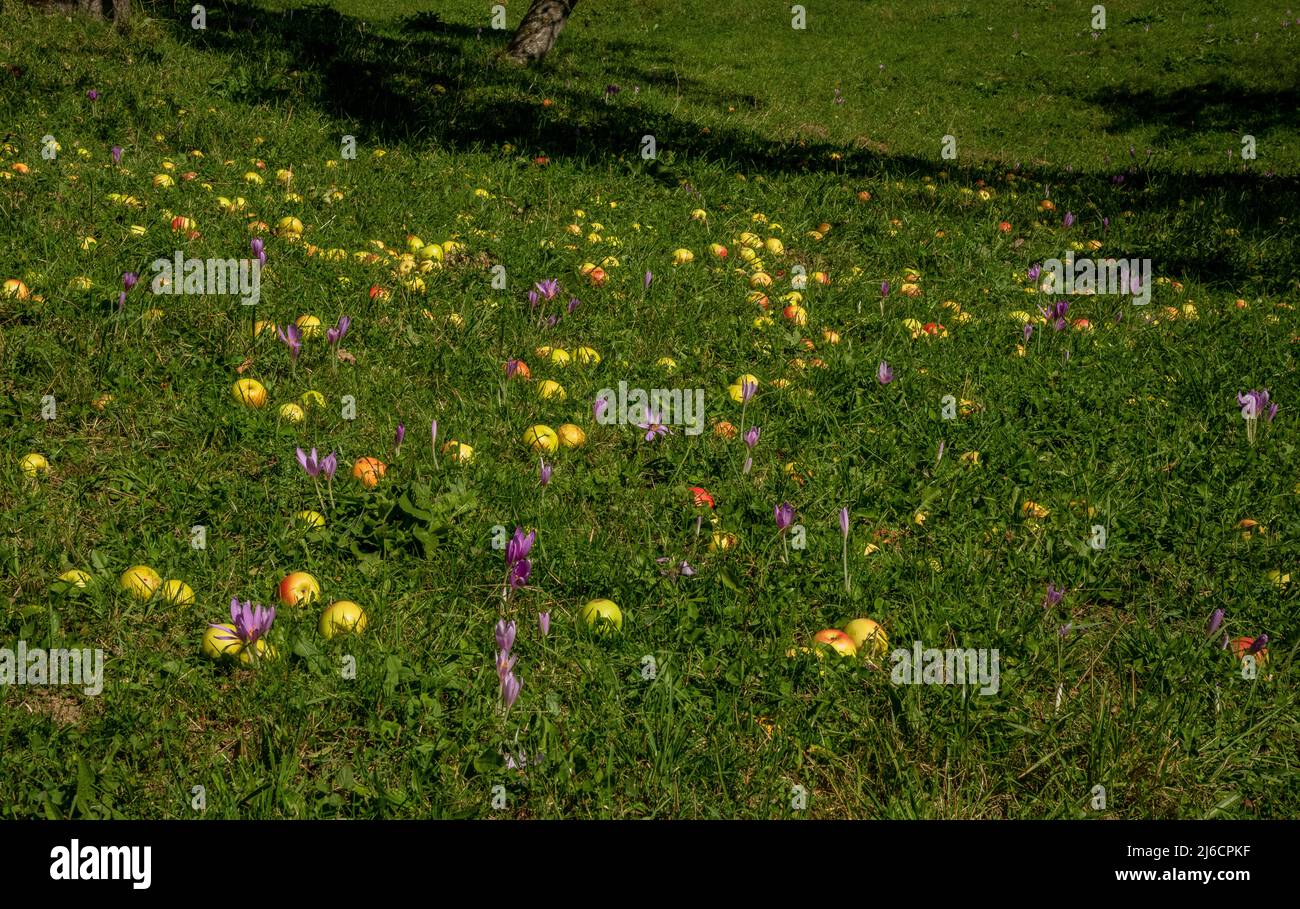 October wildflowers hi-res stock photography and images - Alamy
