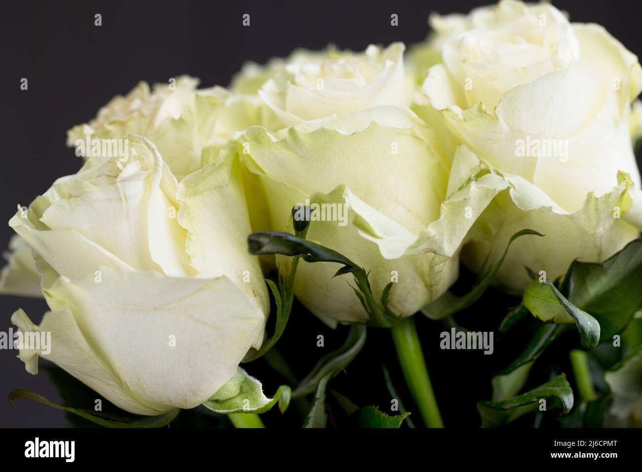 A side view of a bouquet of yellow roses in a studio setting Stock ...