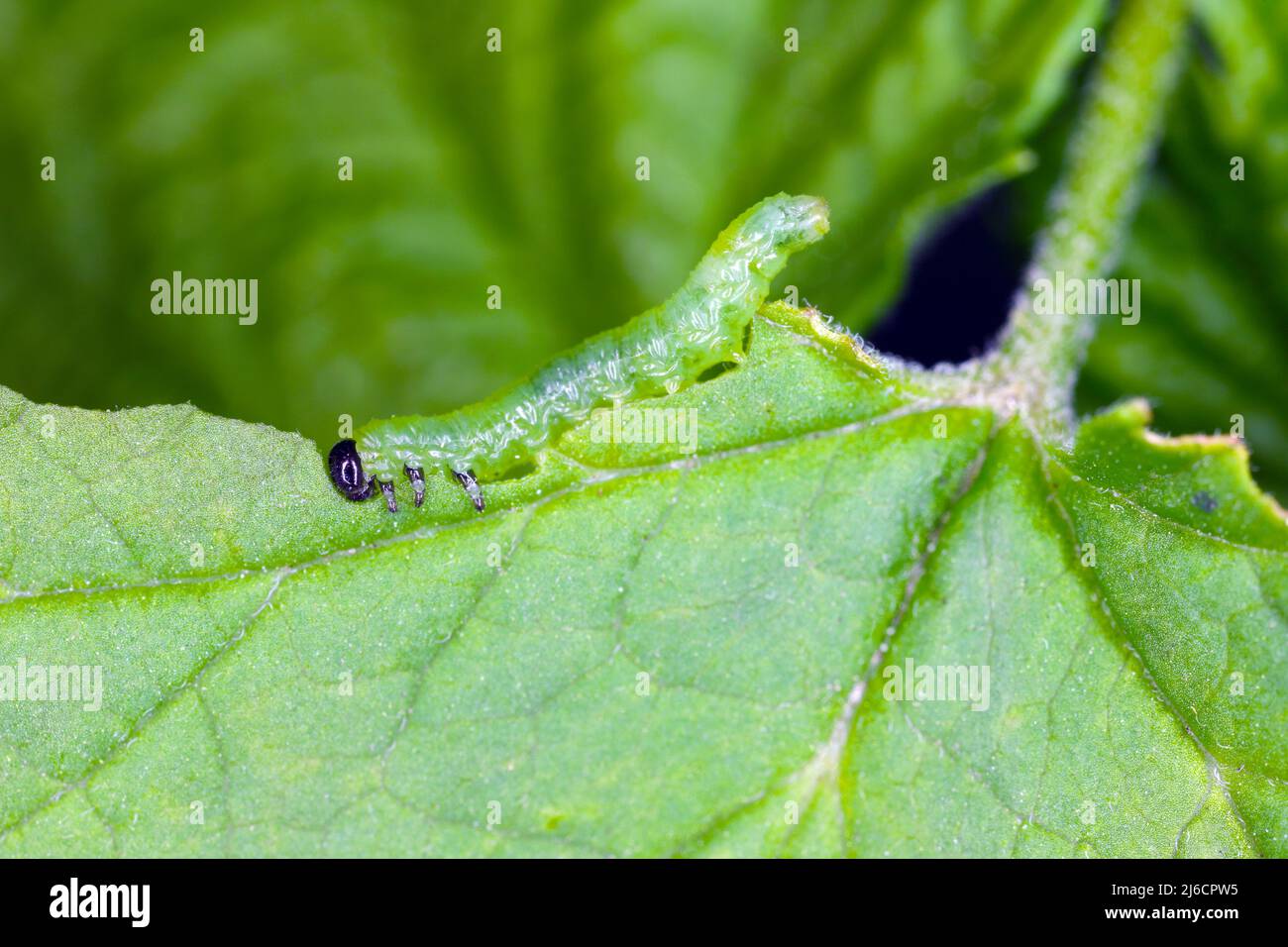 Small gooseberry sawfly Pristiphora rufipes - leaf of currant eating by ...