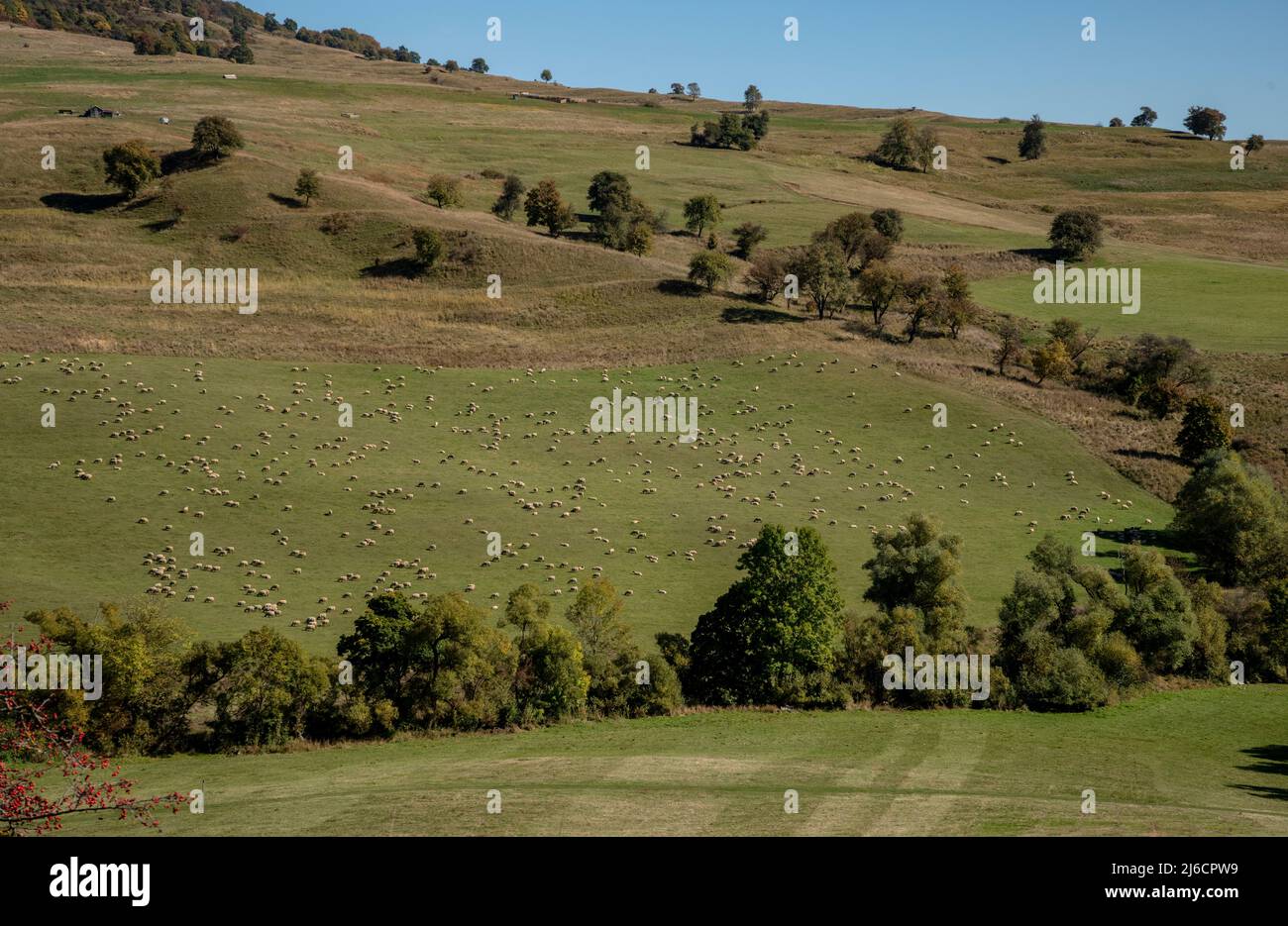 Large flock of sheep grazing communal village grassland near Roades, in ...