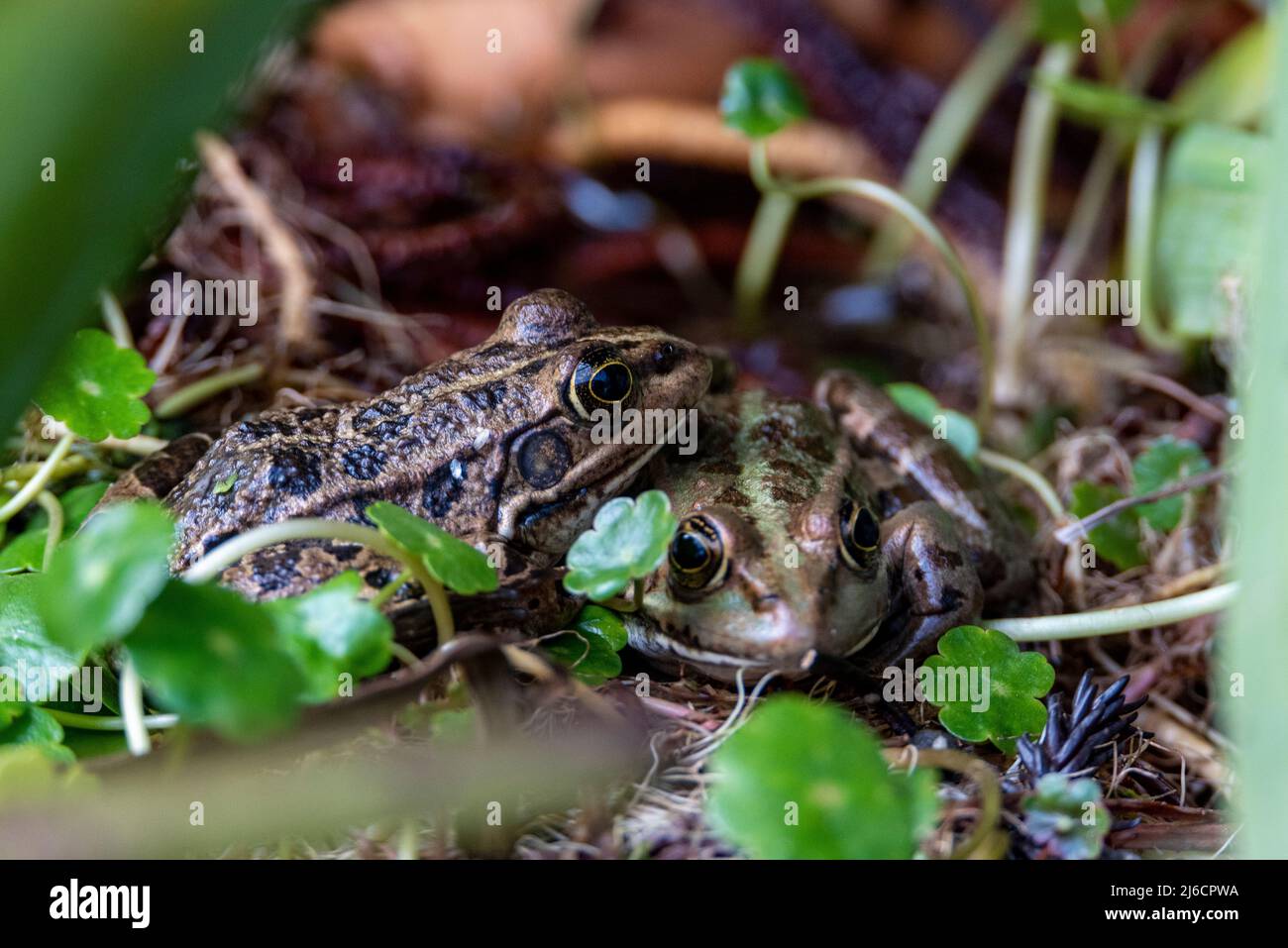 Frog eyes above water hi-res stock photography and images - Alamy