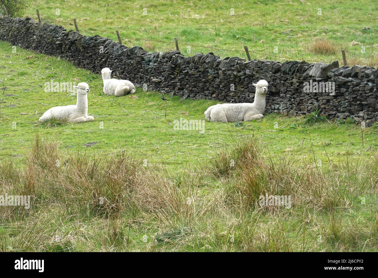 Group of alpacas in field hi-res stock photography and images - Alamy