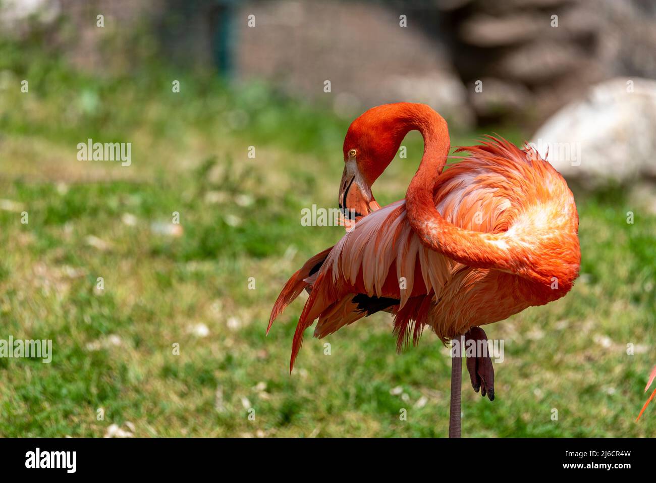 pink flamingo stands on one leg. Pink flamingo walking in national park ...