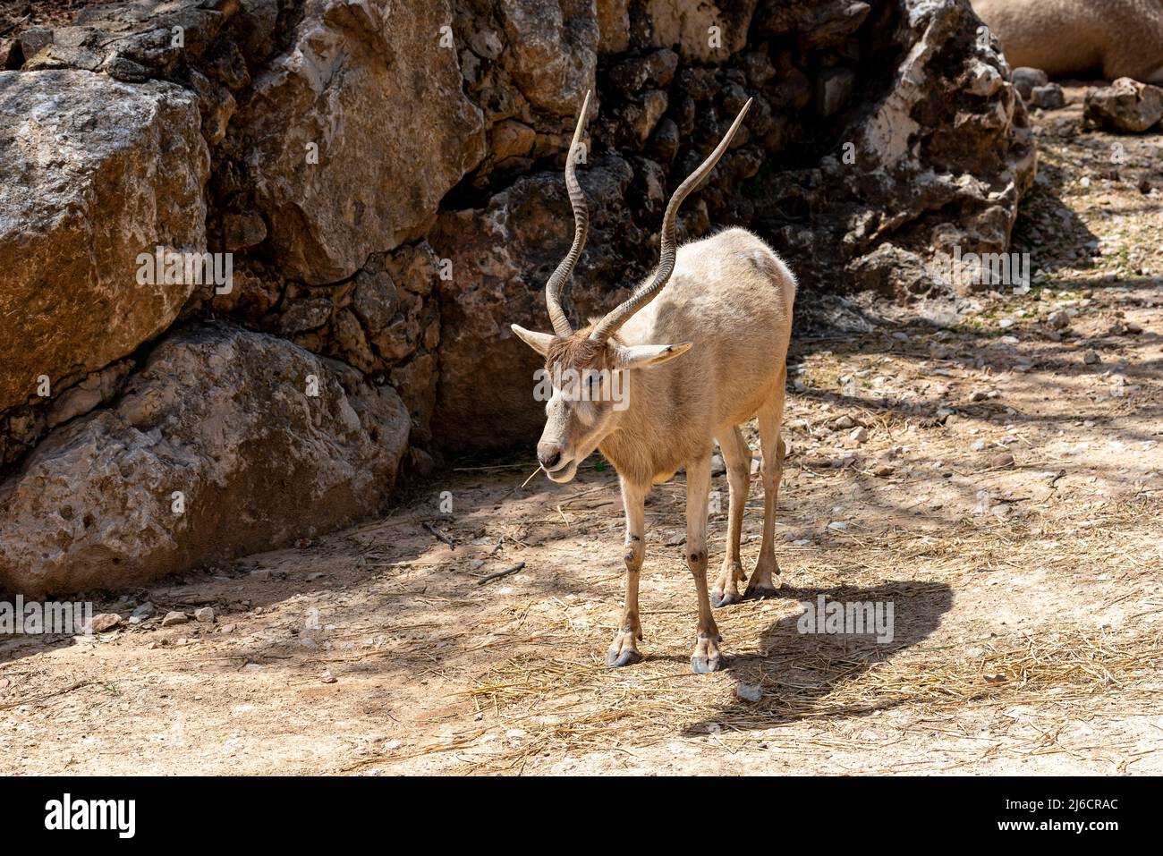 The white antelope, Addax nasomaculatus, also known as the screwhorn ...