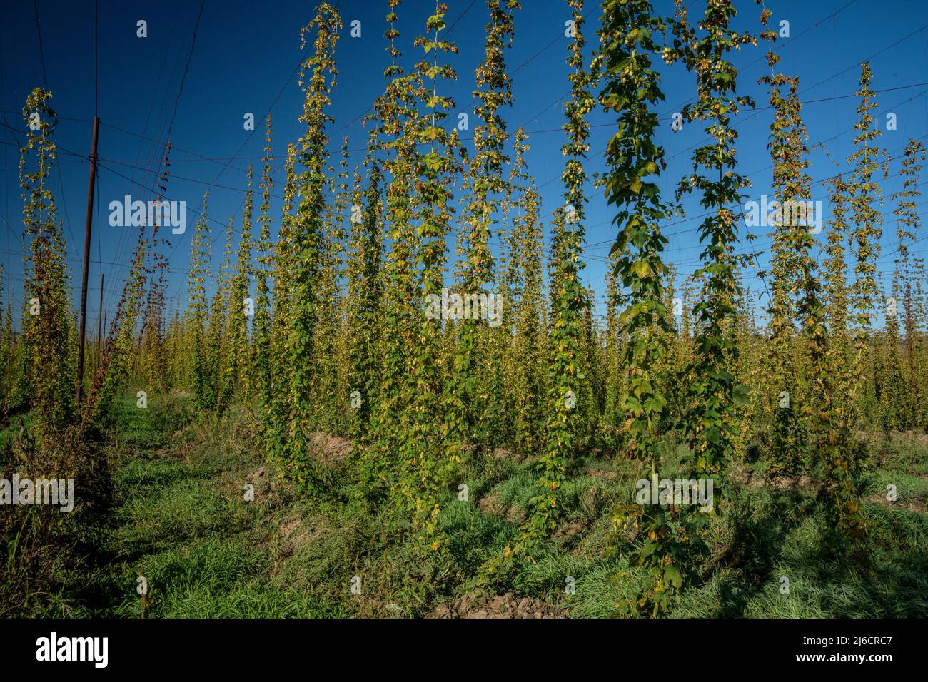 Cultivated Hop garden, Hop, Humulus lupulus, for the brewing industry ...