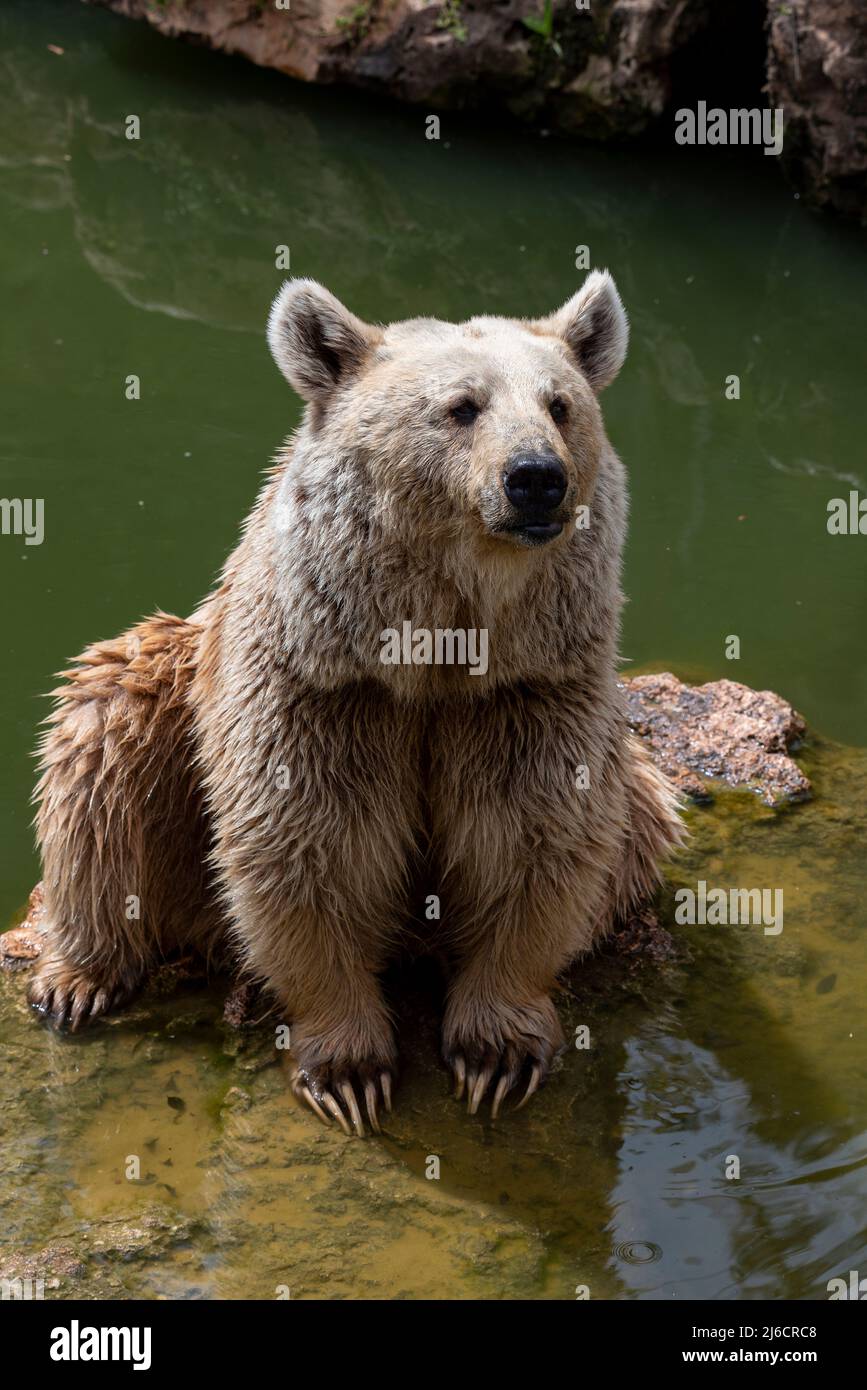 Forest syrian brown bear hi-res stock photography and images - Alamy
