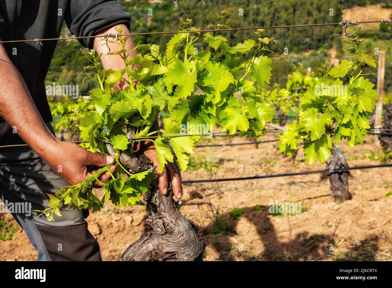 Green pruning of the vineyard. Farmer removes excess young sprouts from ...
