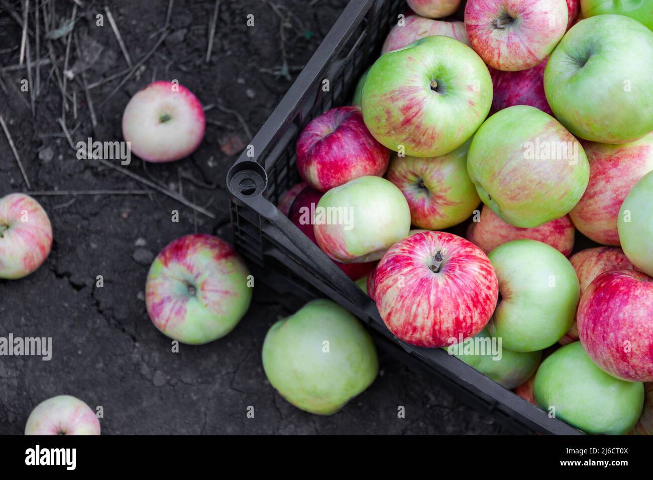 Red, yellow and green apples just picked from an orchard. Apples are in ...