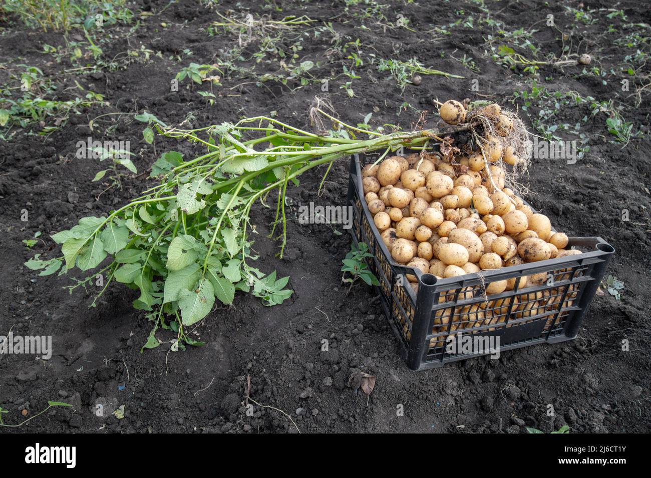 Harvest of young potatoes. Potatoes in a plastic box, standing on the ...