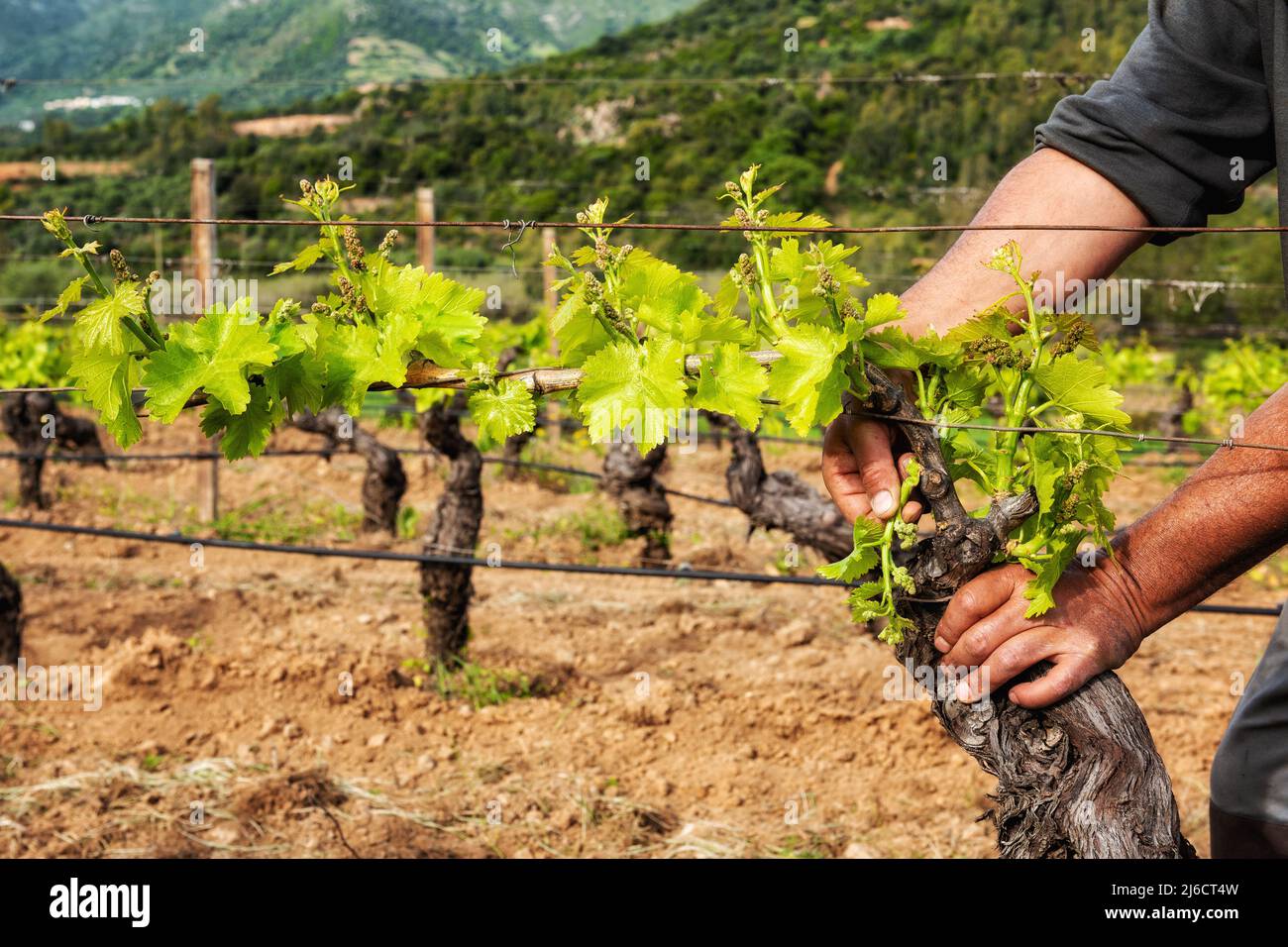 Green pruning of the vineyard. Farmer removes excess young sprouts from the branches of the vine ...