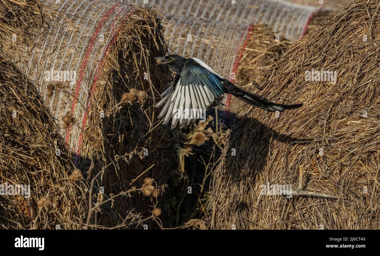 Common magpie, Pica pica, searching hay rolls for food Stock Photo - Alamy