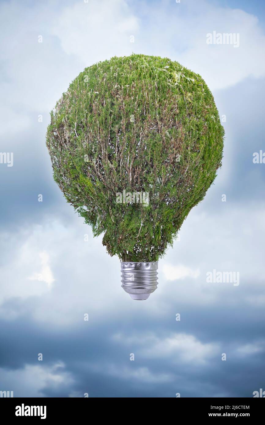 Levitating thuja tree in shape of a light bulb against blue clouds ...