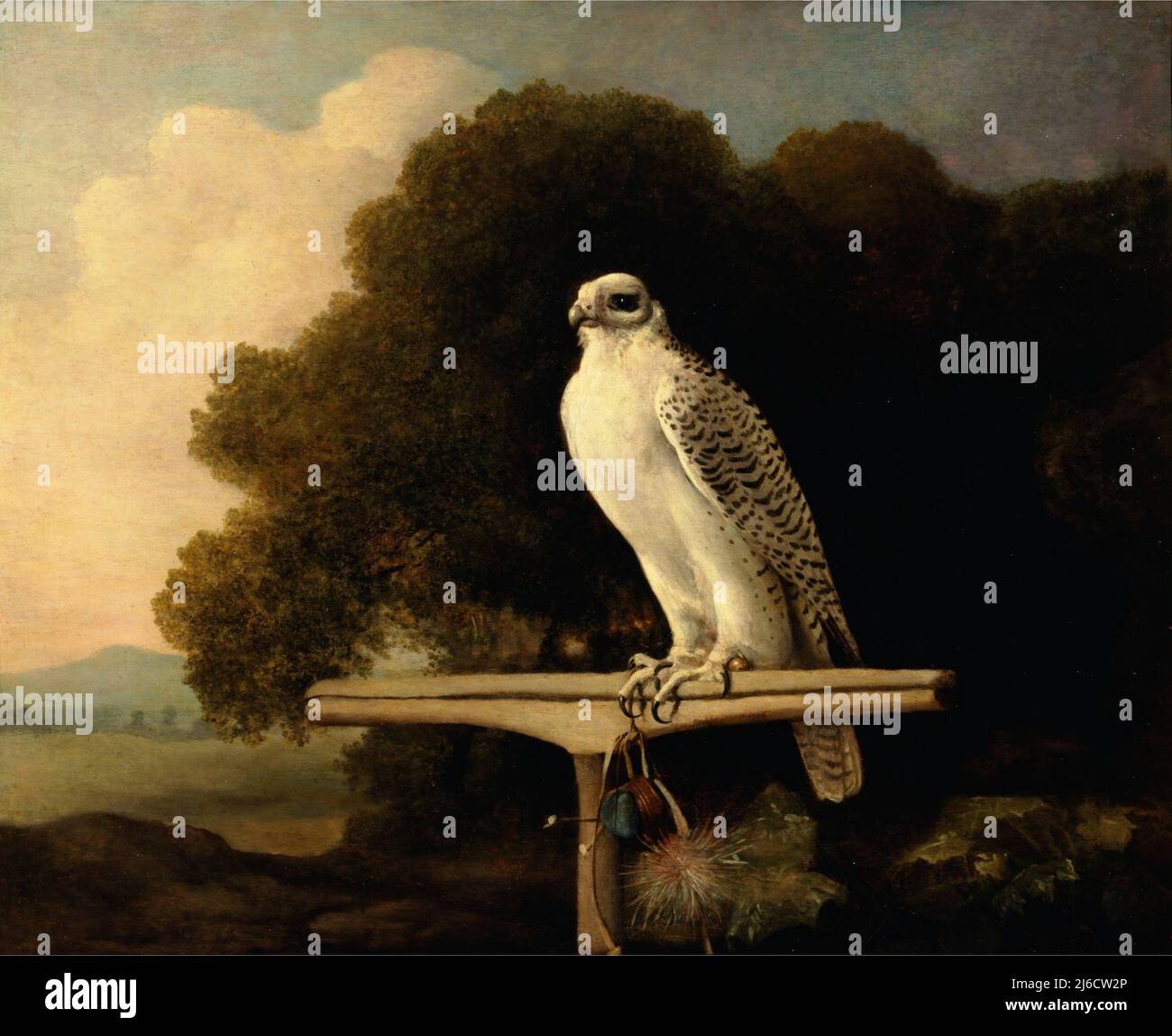 Greenland Falcon. George Stubbs. 1780 Stock Photo - Alamy