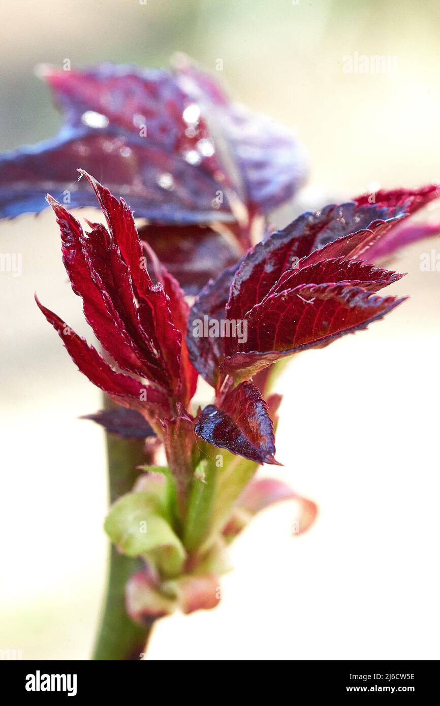 Springing in nature hi-res stock photography and images - Alamy