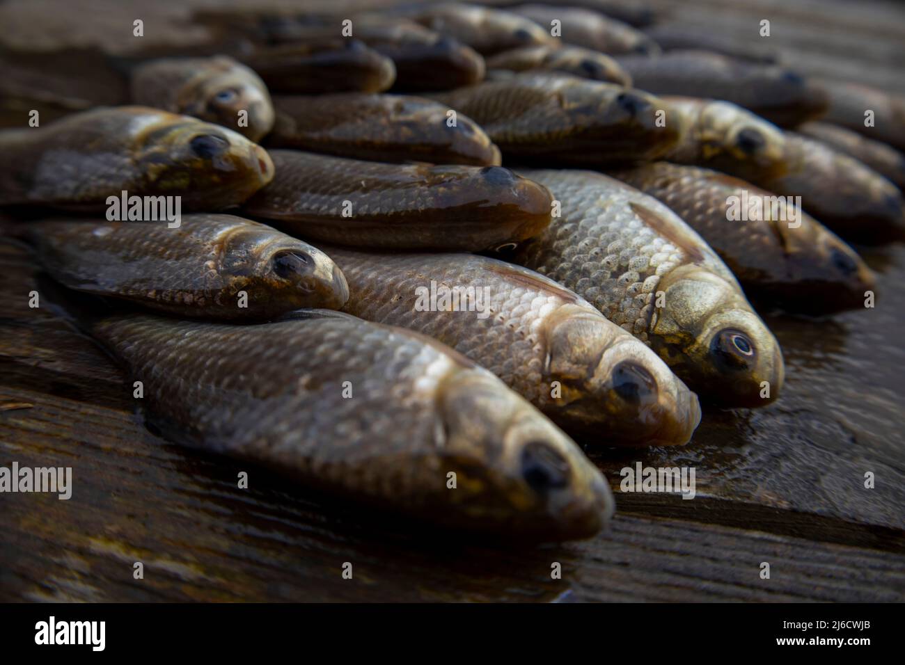 Yellow crucian carp hi-res stock photography and images - Alamy
