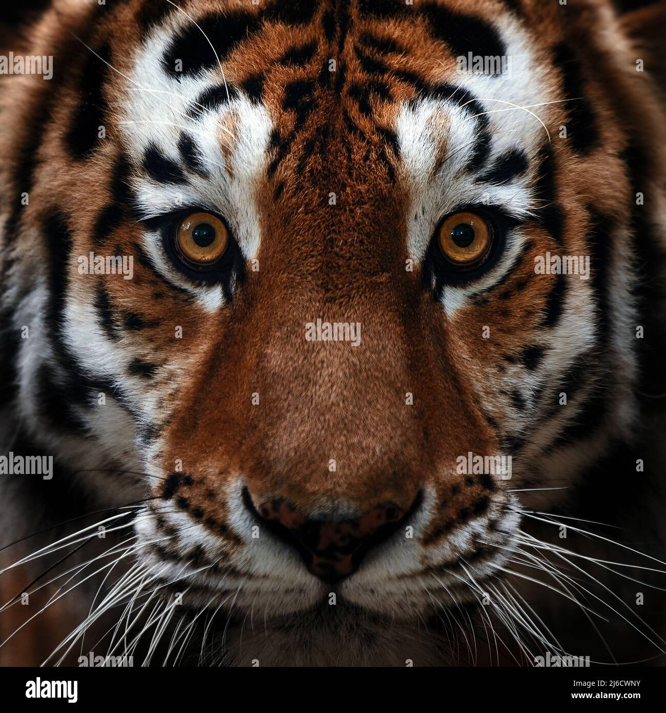 Portrait of a beautiful tiger. Big cat close-up. Tiger looks at you ...